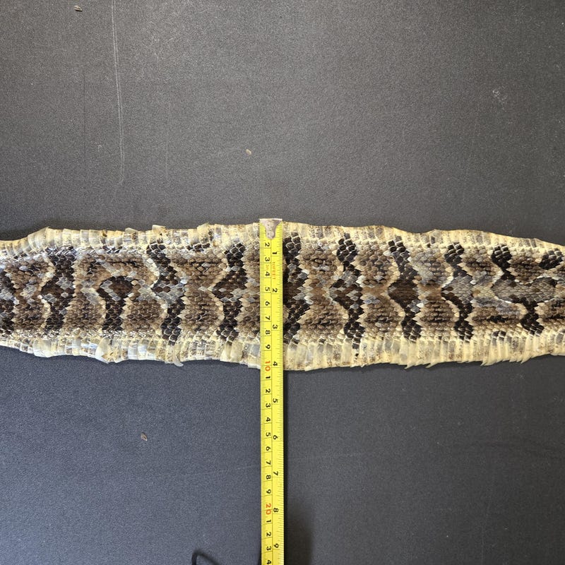 Rattlesnake Skin - Etsy