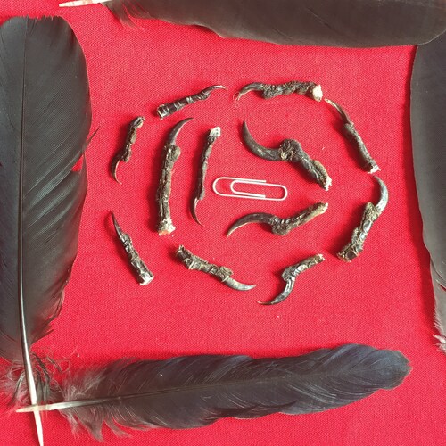 Twelve English Crow Claws or Talons With Feathers - Etsy UK