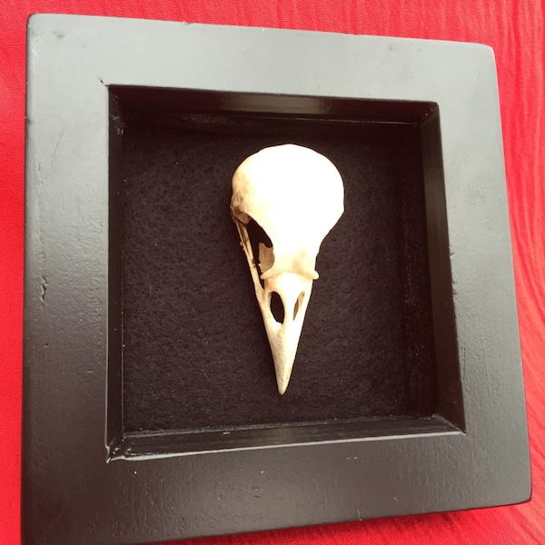 Crow Skulls - Etsy