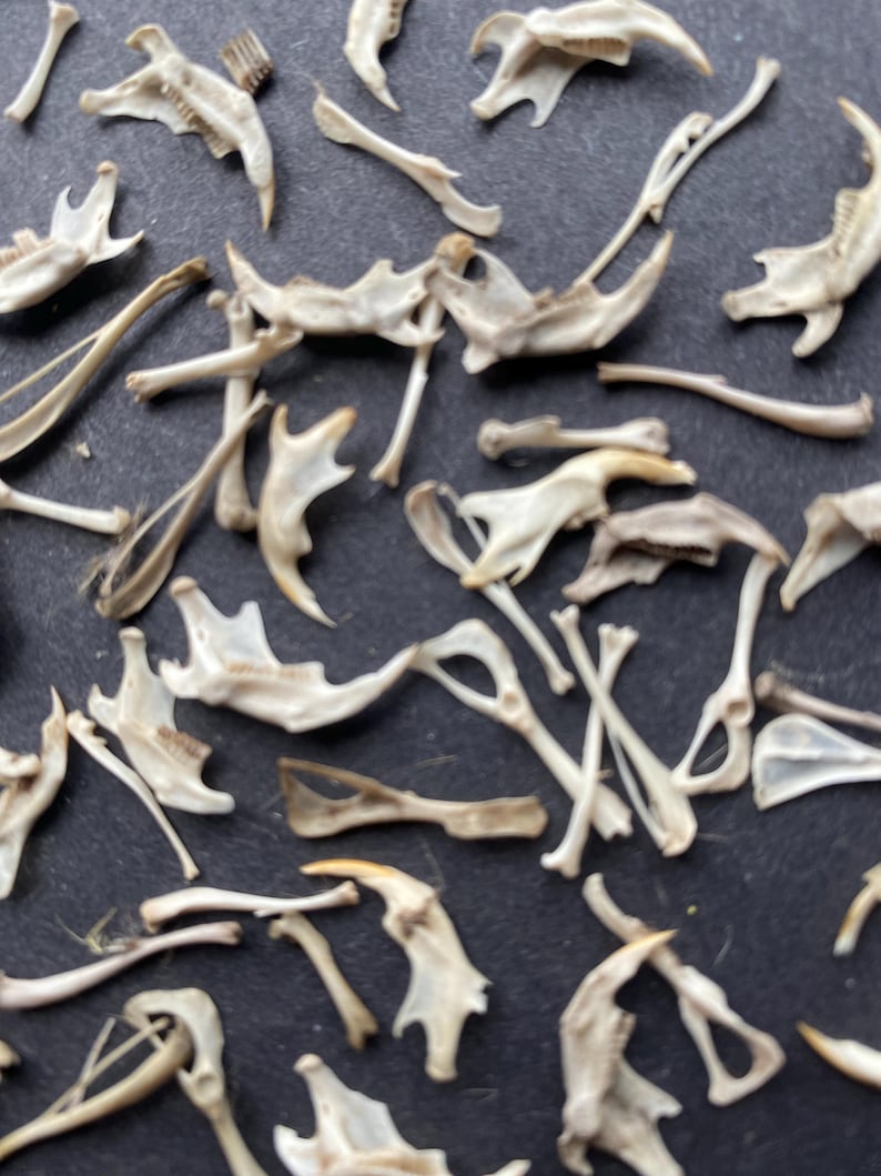 50 Small Animal Bones From Owl Pellets for Crafting - Etsy