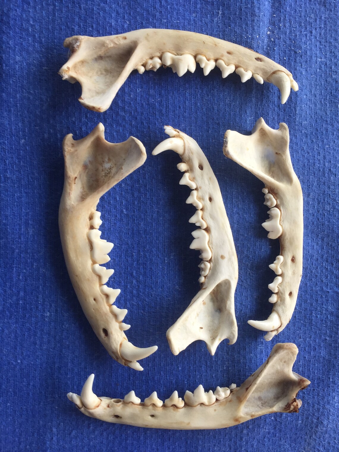 A Single English Red Fox Jaw Bone Ideal for Crafting. - Etsy Canada