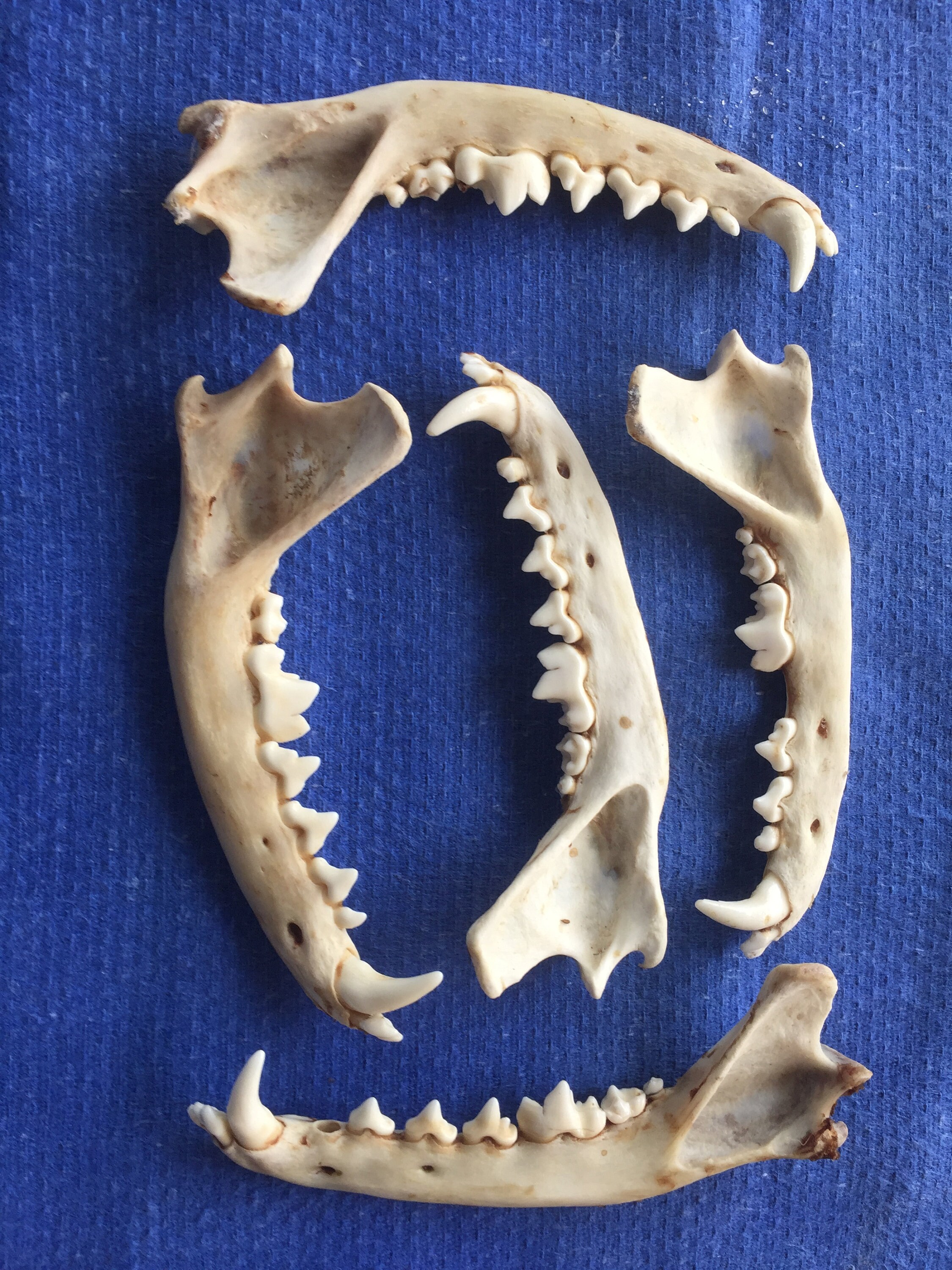 A Single English Red Fox Jaw Bone Ideal for Crafting. | Etsy