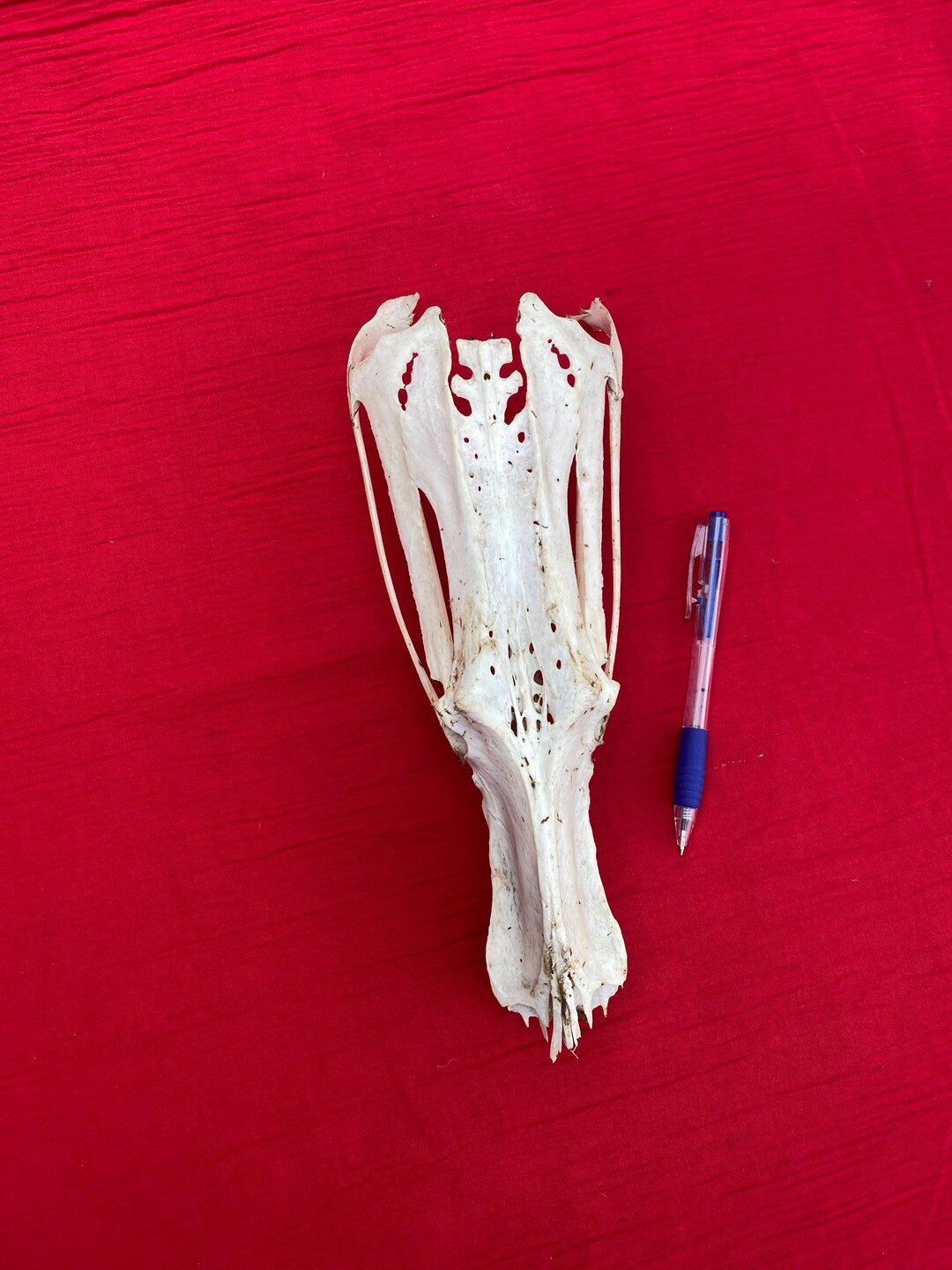 Wild Goose Pelvic Bone Animal Bones Unusual Dragon - Etsy