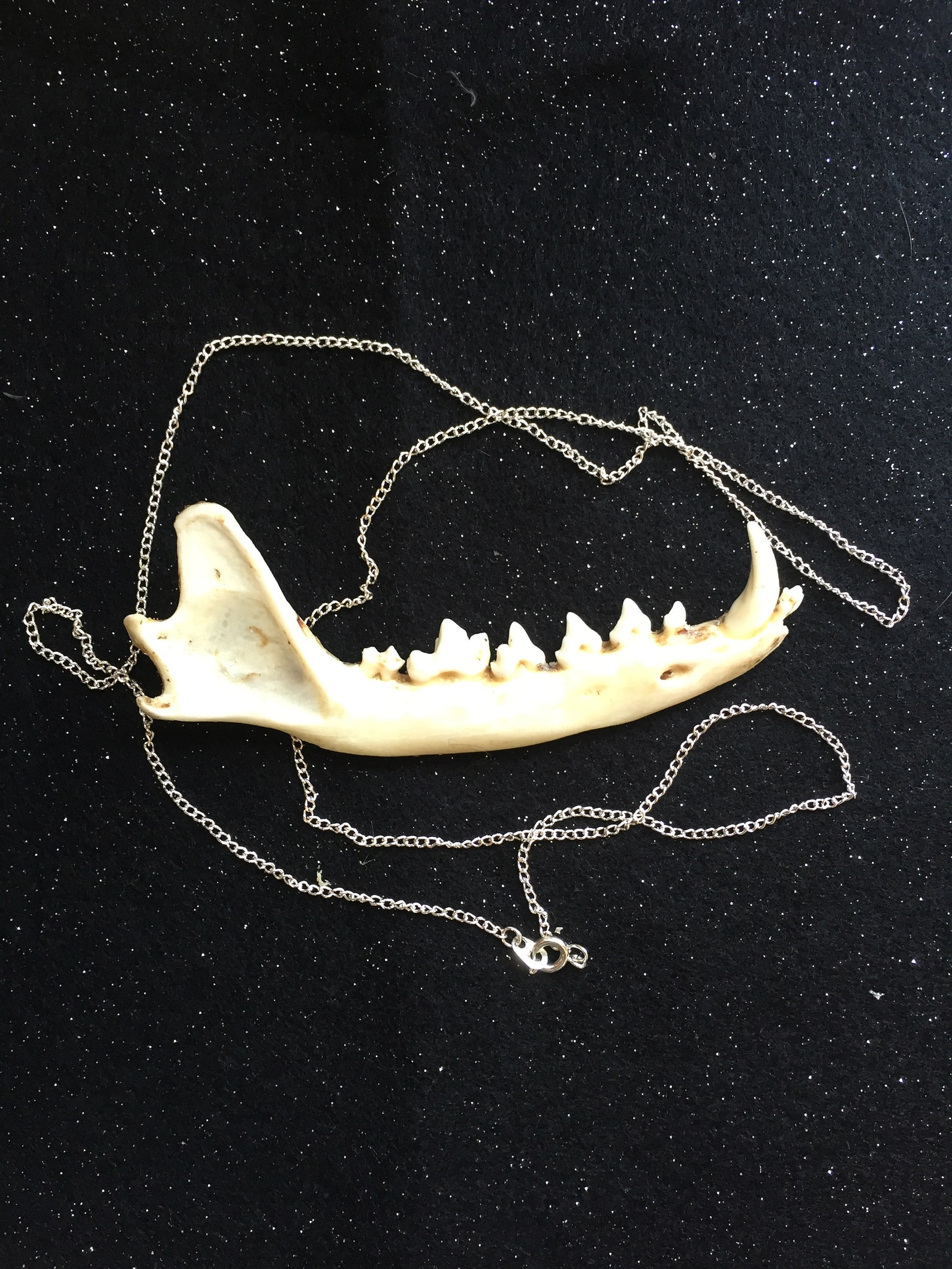 A Single English Red Fox Jaw Bone ideal for crafting. | Etsy