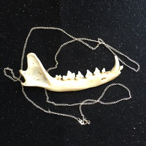 A Single English Red Fox Jaw Bone Ideal for Crafting. - Etsy UK