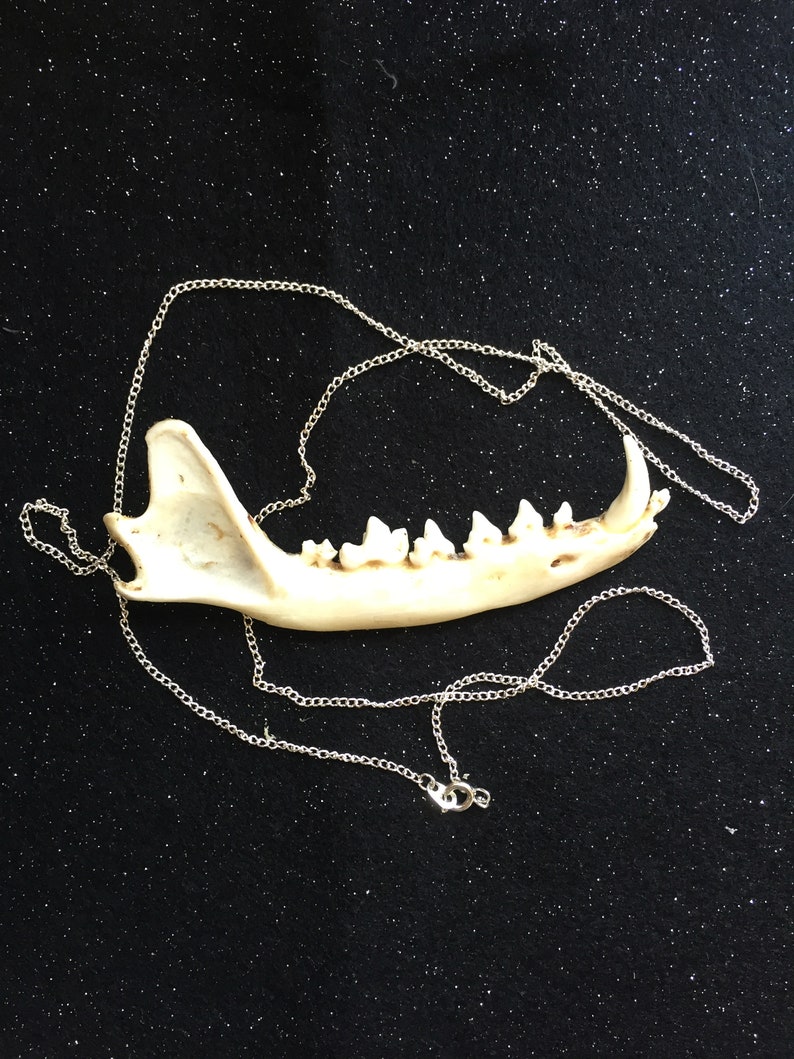 A Single English Red Fox Jaw Bone Ideal for Crafting. - Etsy Canada