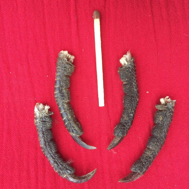 Four Game Fowl Bird Claws Talons Perfect for Jewellery Making - Etsy