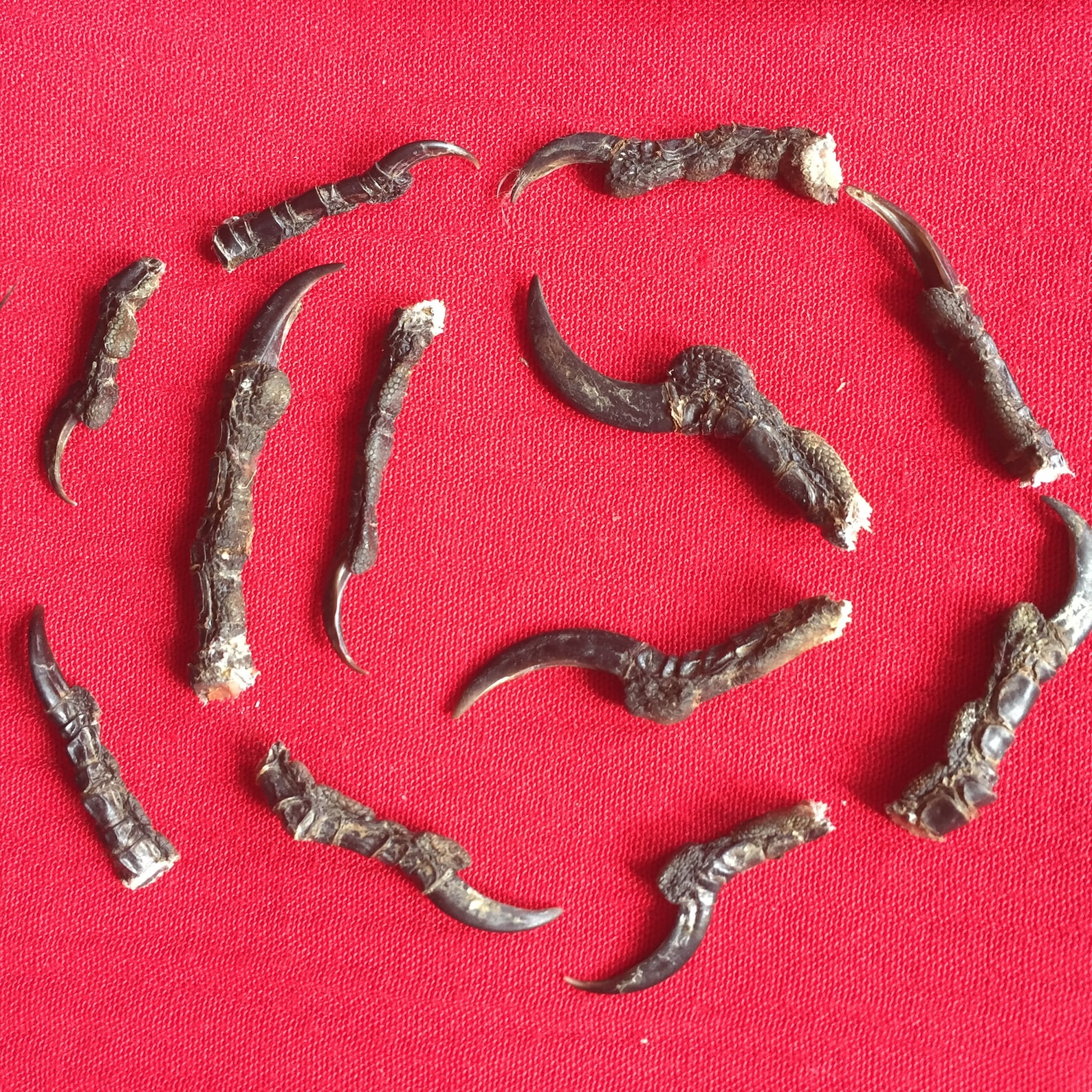 Twelve English Crow Claws or Talons With Feathers - Etsy UK