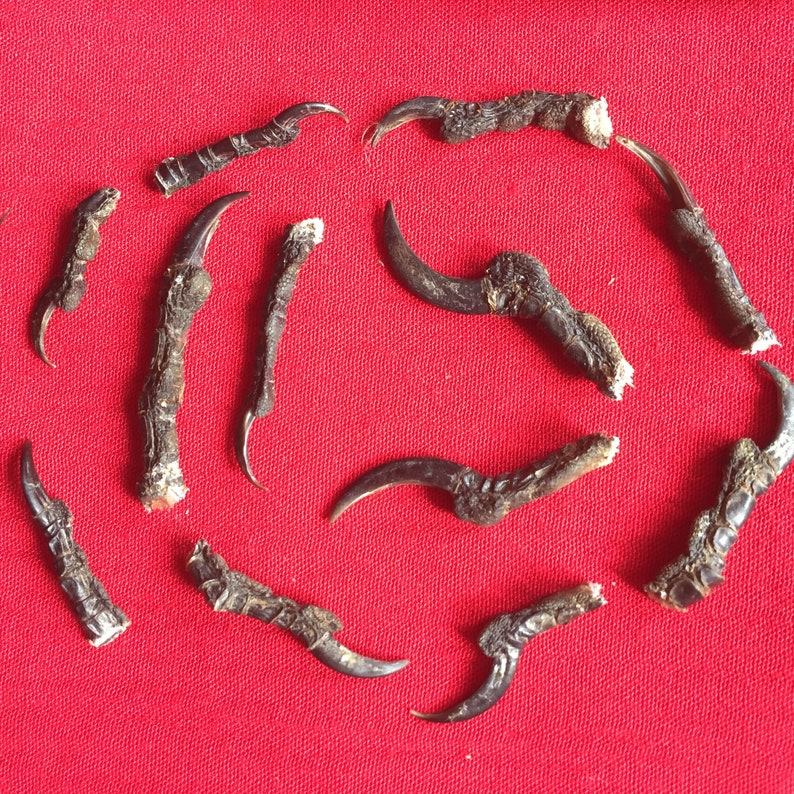 Twelve English Crow Claws or Talons With Feathers - Etsy UK