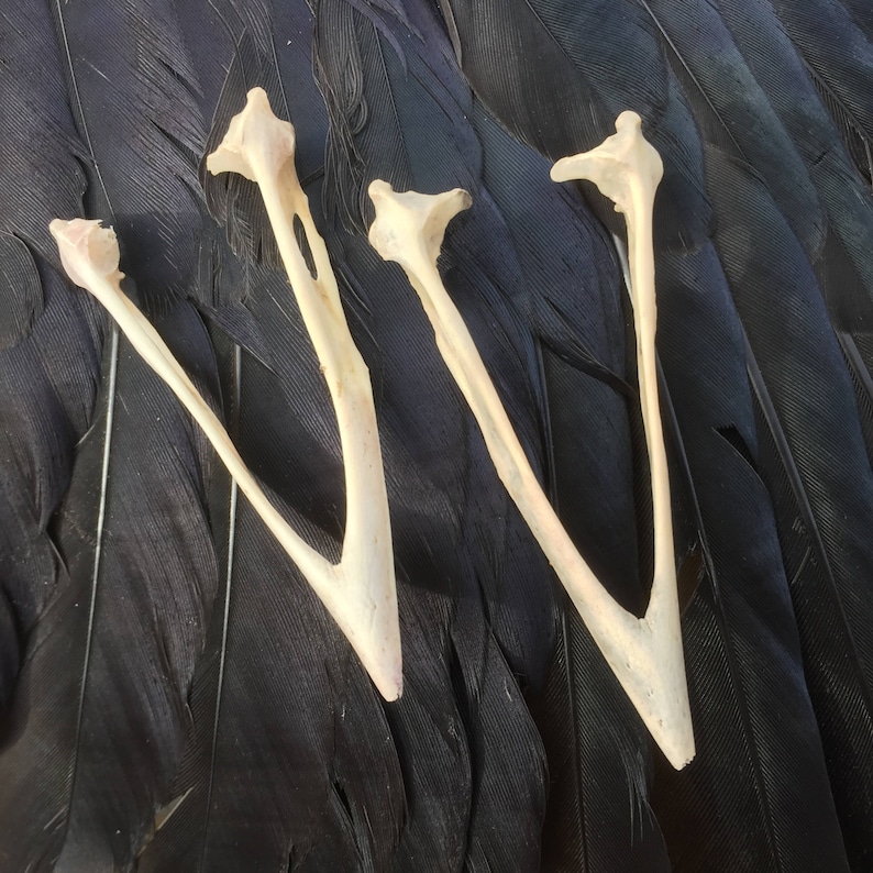 Two English Crow Lower Beak Bones Ideal for Any Number of | Etsy