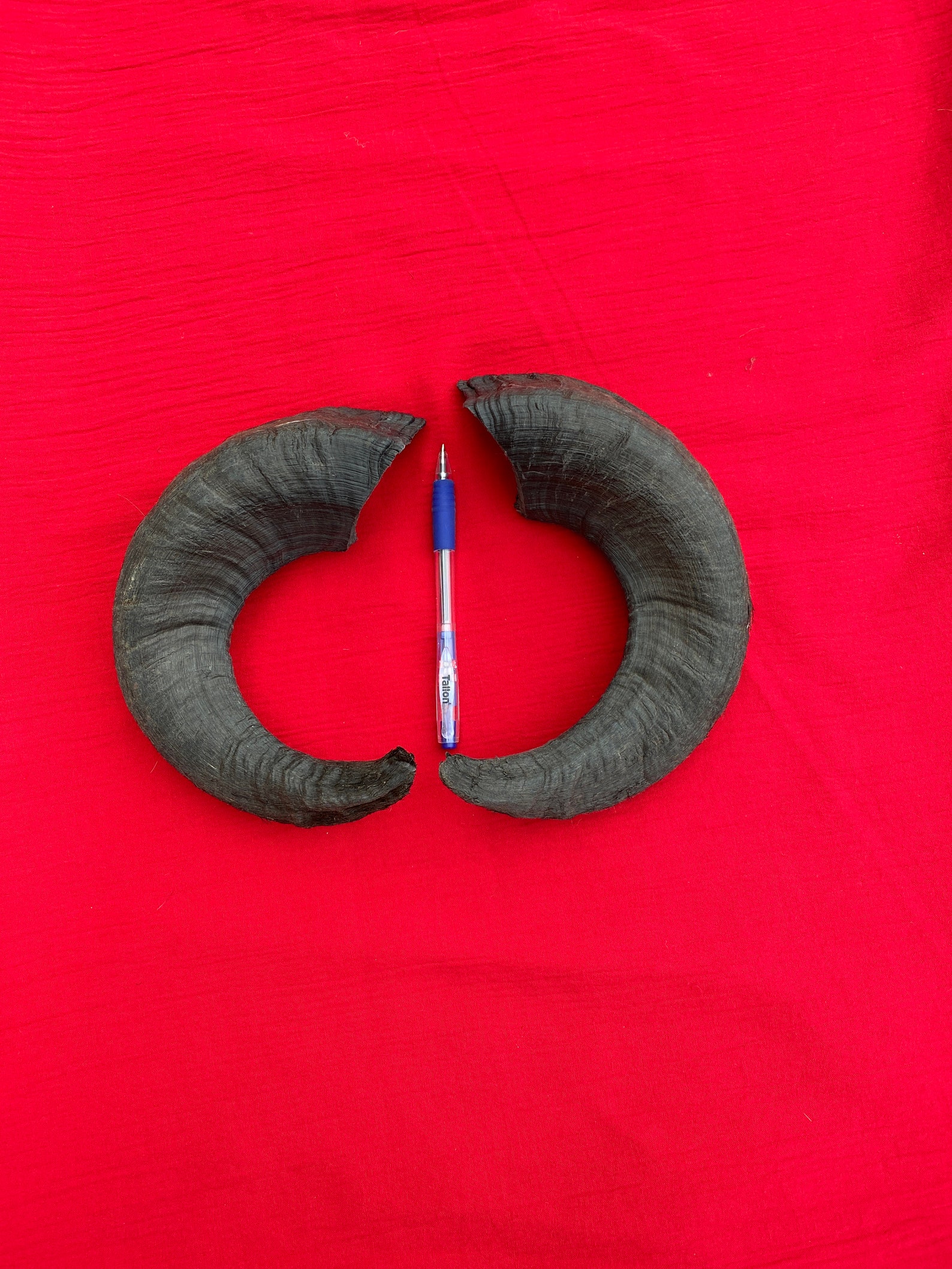 A Pair of Black Rams Horns ideal for display costume altar | Etsy