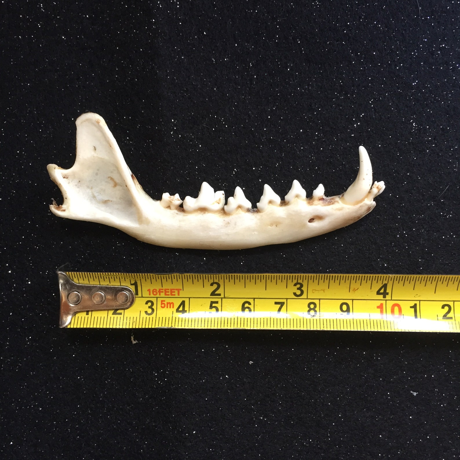 A Single English Red Fox Jaw Bone Ideal for Crafting. - Etsy Canada