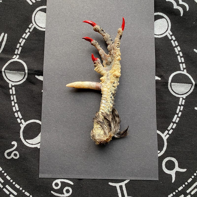 Hoodoo Chicken Feet - Etsy