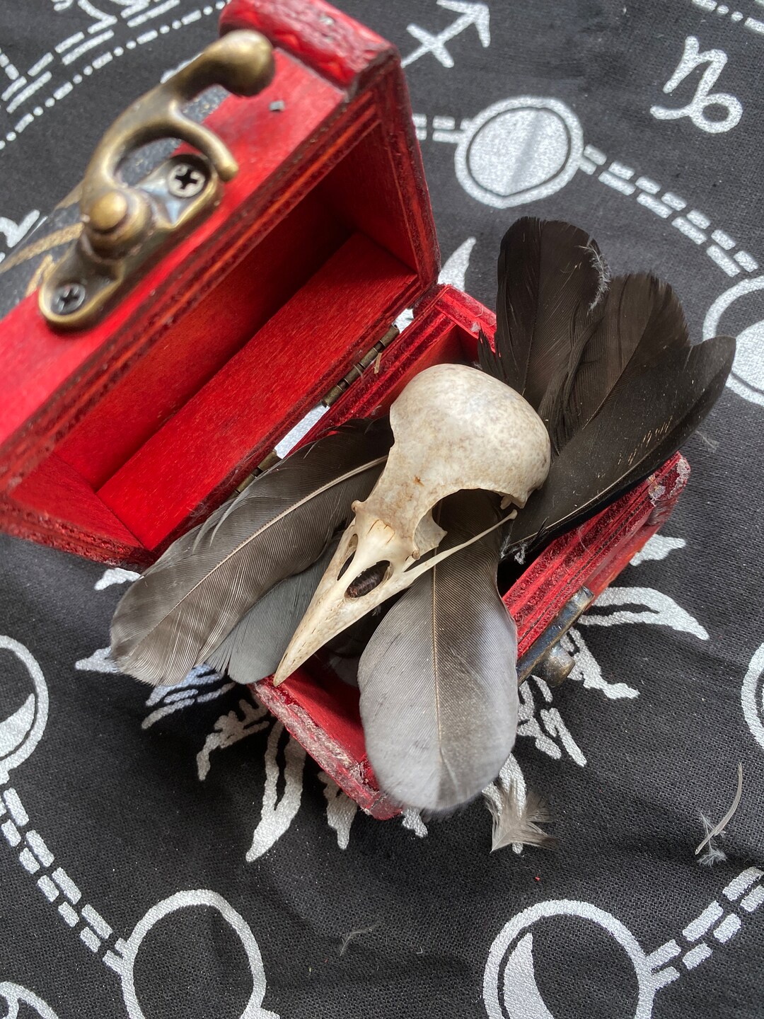 Real Crow Skull in Decorative Wooden Chest With Crow Feathers - Etsy