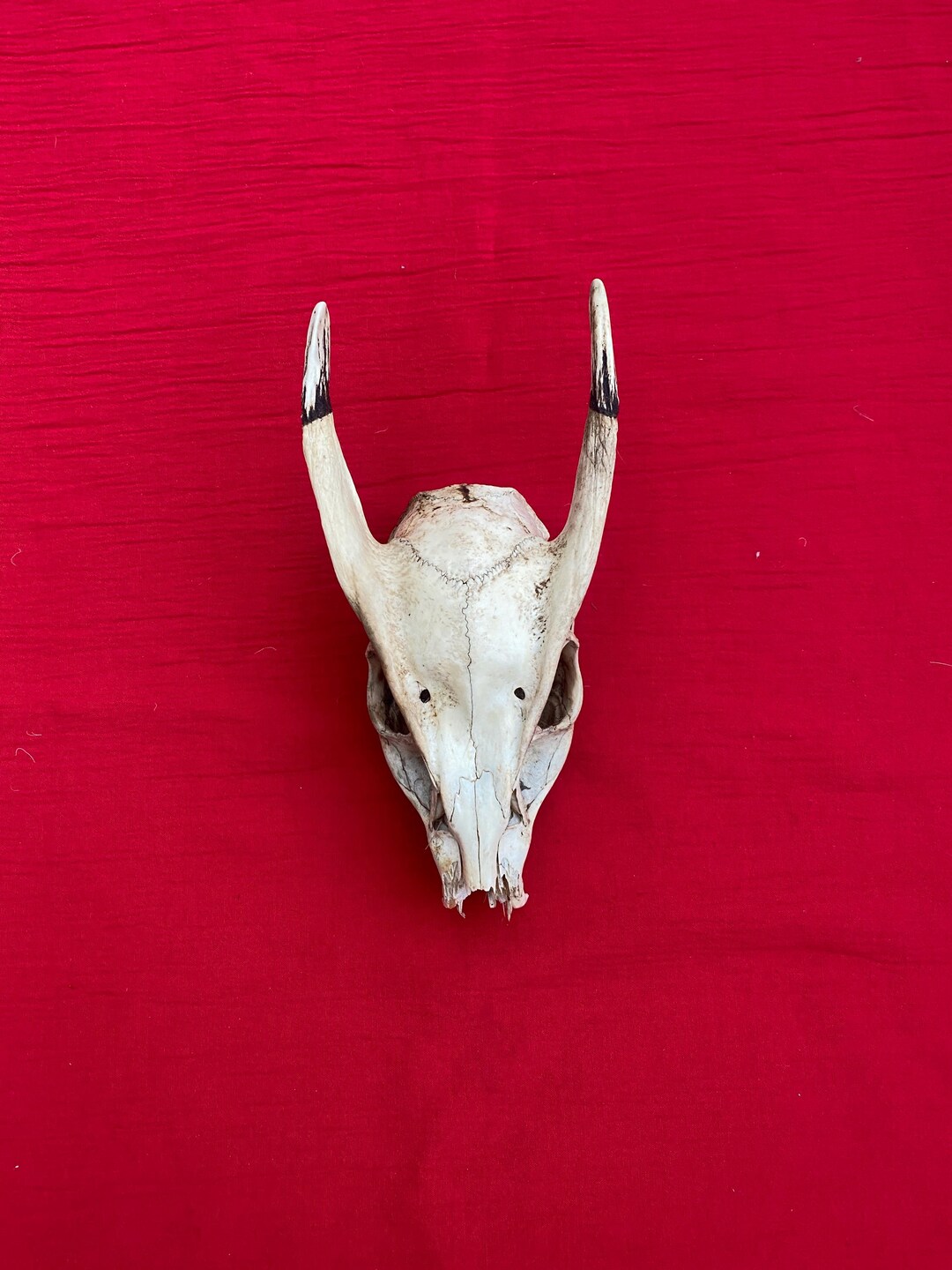 A Rare English Muntjac Deer Buck Skull Complete With Fighting Tusks. - Etsy