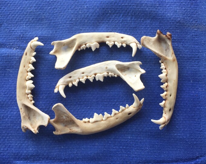 A Single English Red Fox Jaw Bone Ideal for Crafting. - Etsy UK