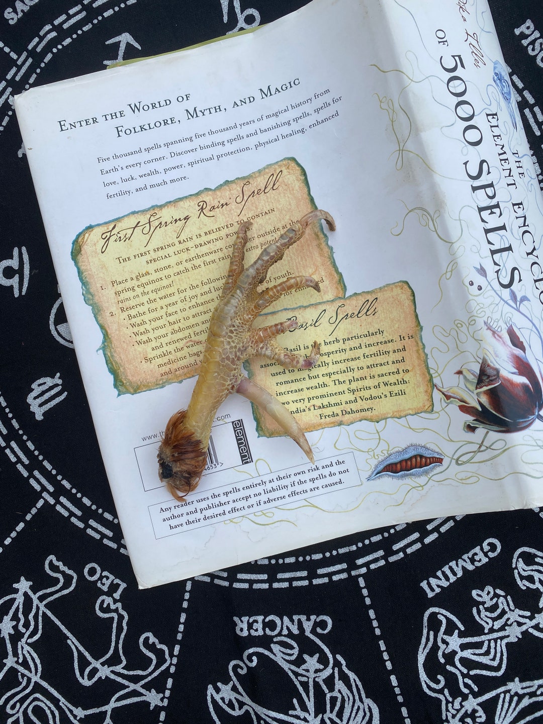 Rooster Chicken Foot Hoodoo Voodoo Magic Occult Protection Witchcraft ...