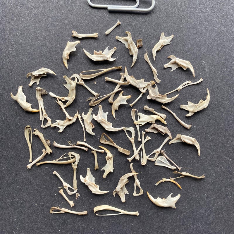 Animal Bones - Etsy