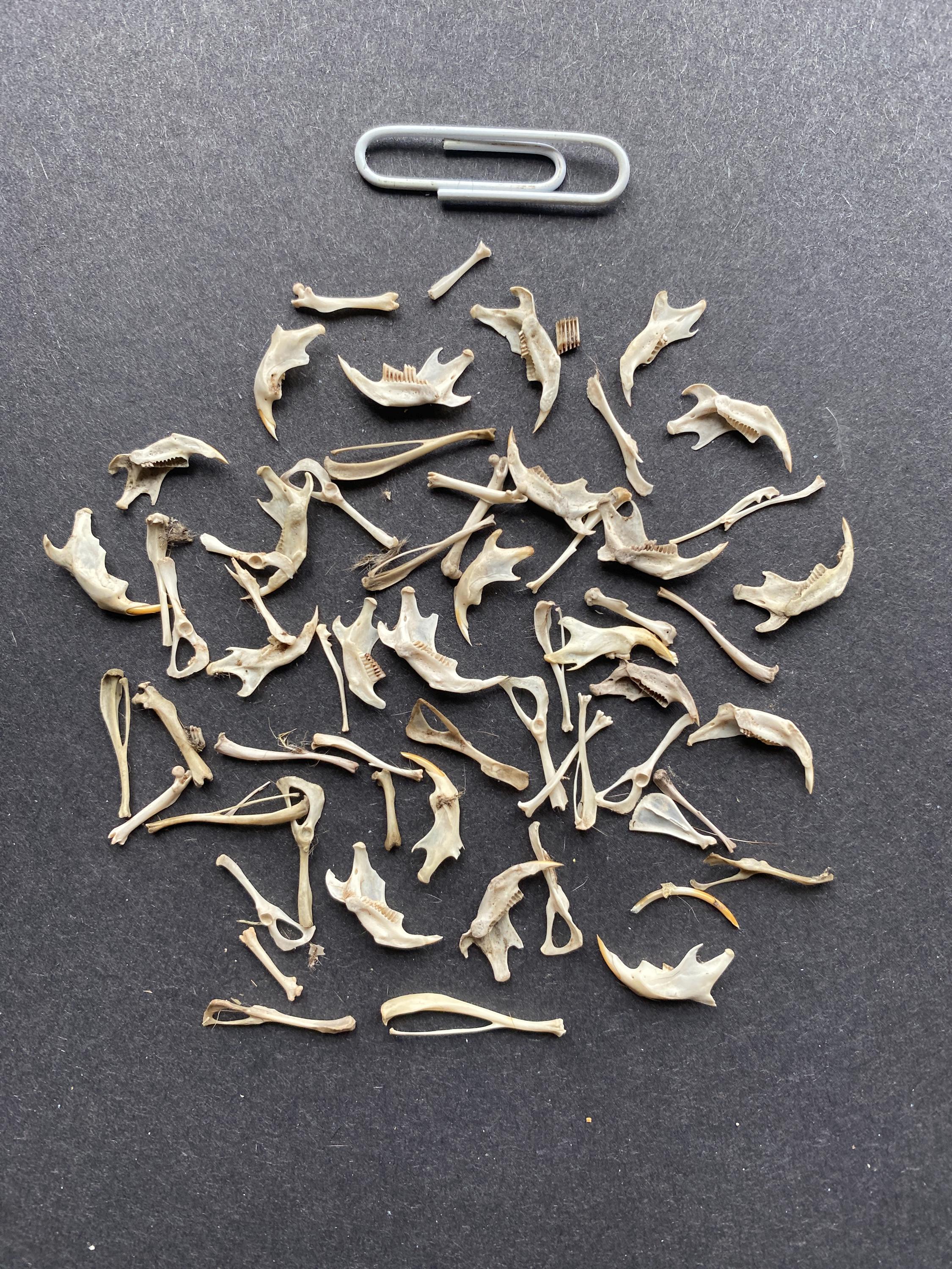 50 Small Animal Bones From Owl Pellets for Crafting - Etsy