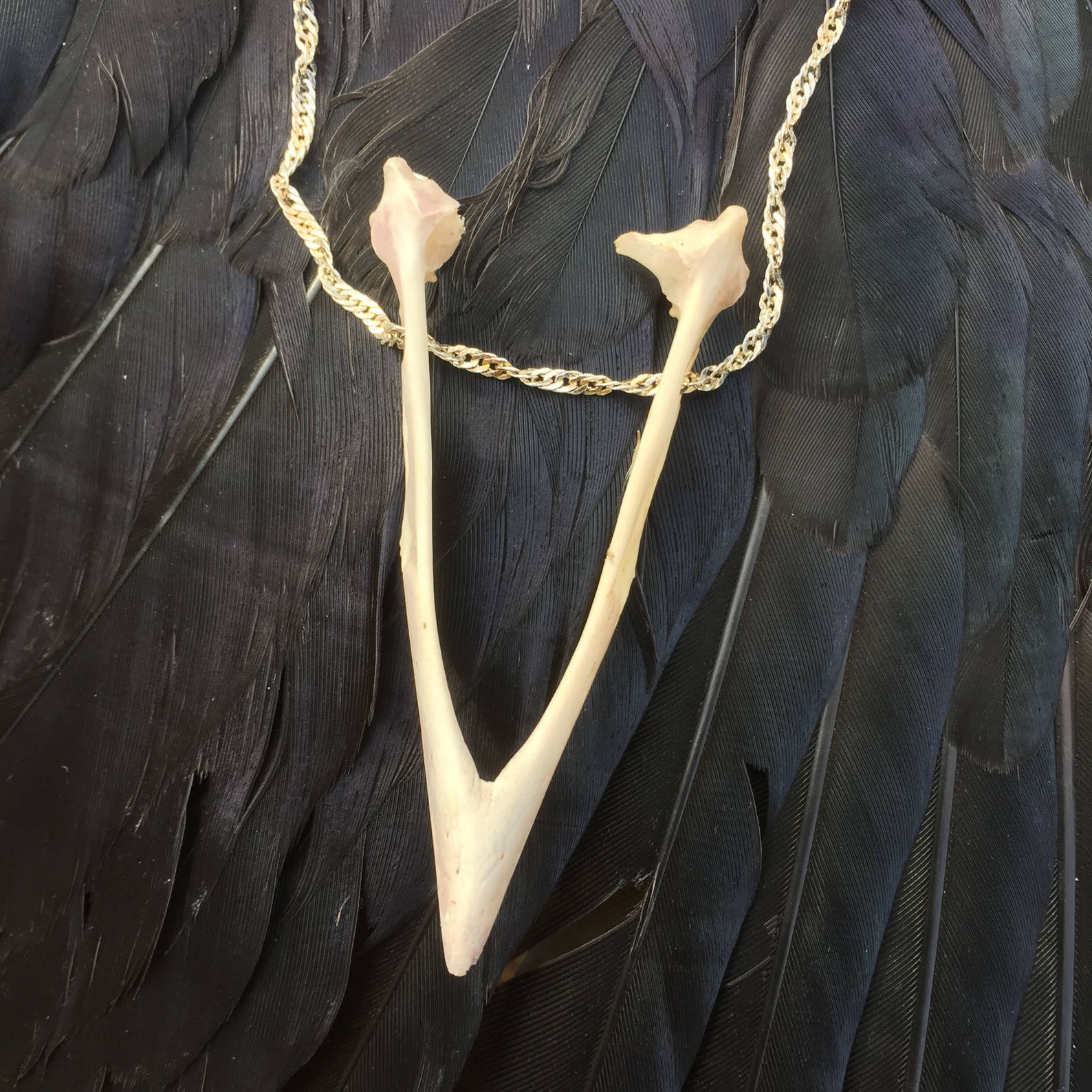 Two English Crow Lower Beak Bones Ideal for Any Number of | Etsy