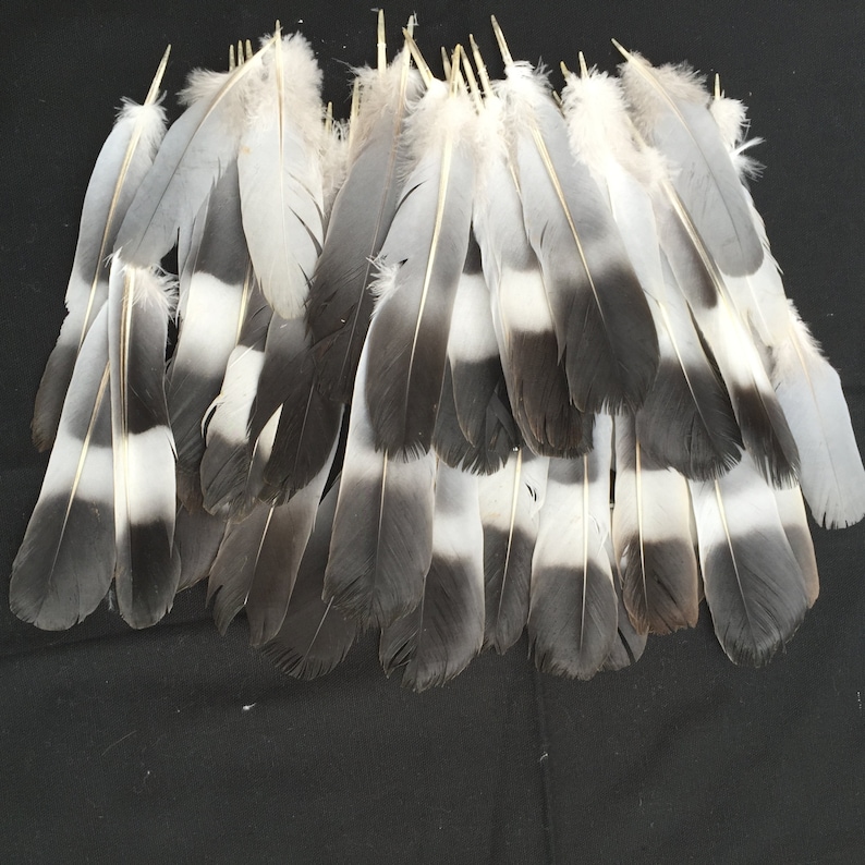 40 Wild English Wood Pigeon Tail and Wing Feathers for Craft Work - Etsy UK