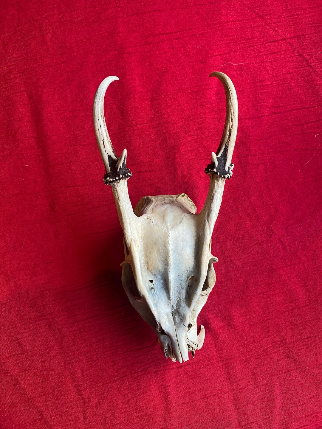 A Rare English Muntjac Deer Skull Medal Head - Etsy UK