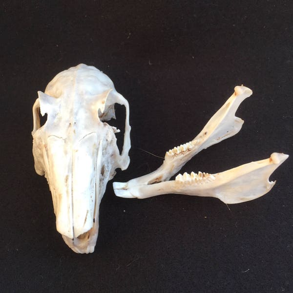 Hare Skull - Etsy