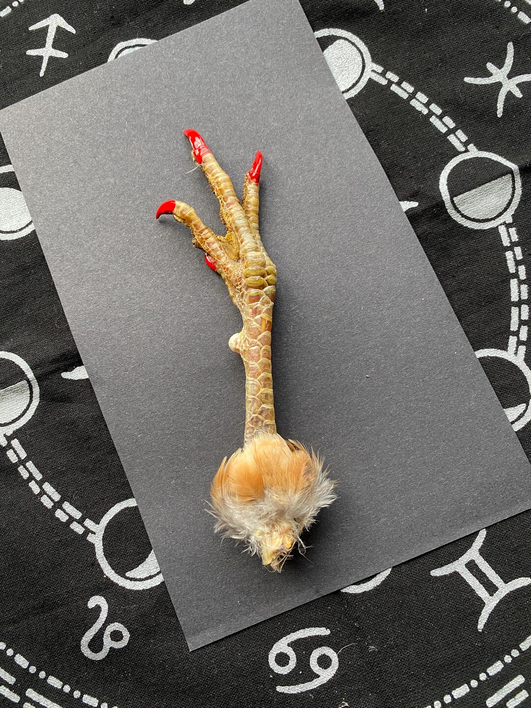 Rooster Foot Claw Witchcraft Hoodoo Voodoo Bones - Etsy