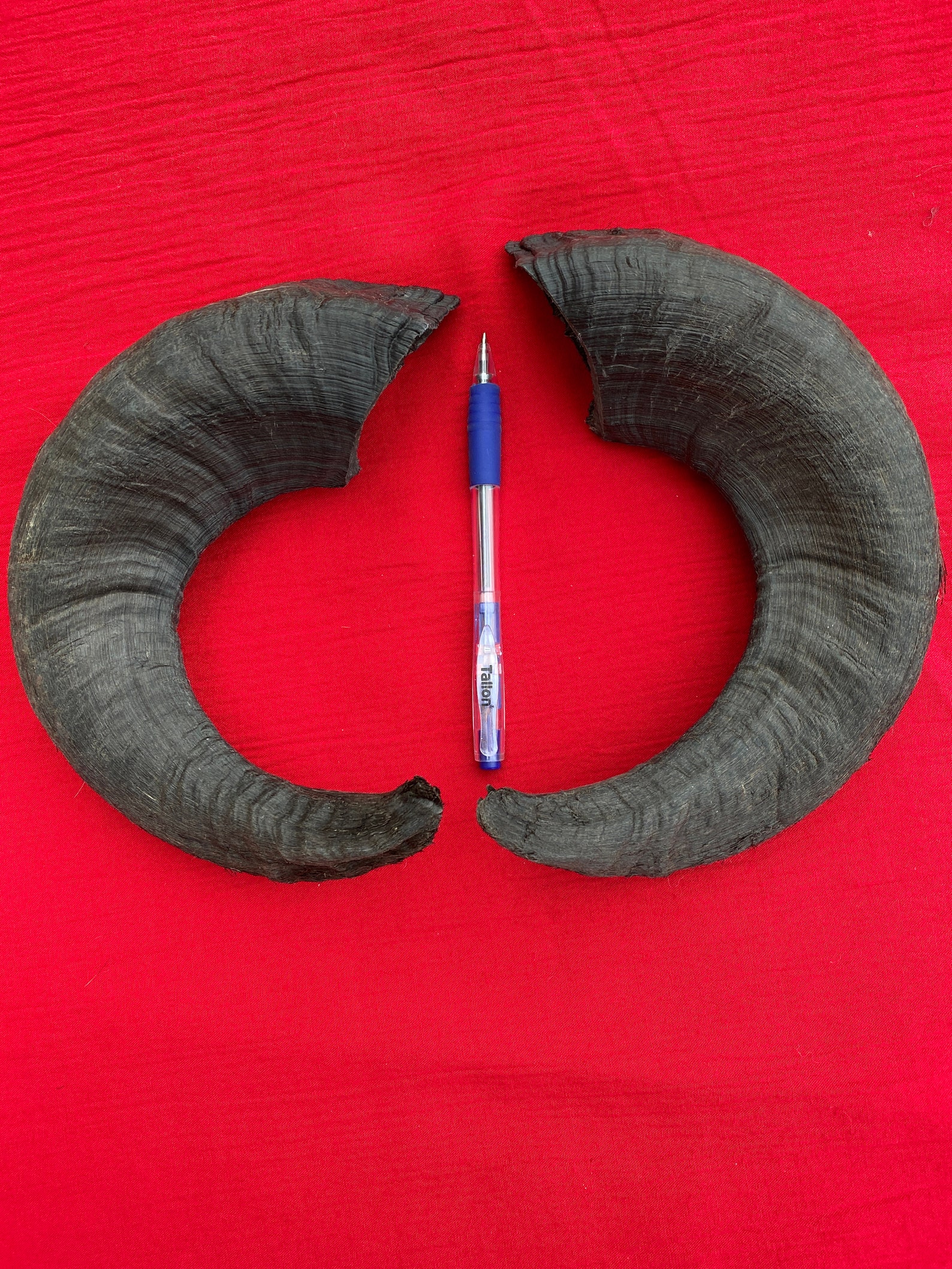 A Pair of Black Rams Horns ideal for display costume altar | Etsy