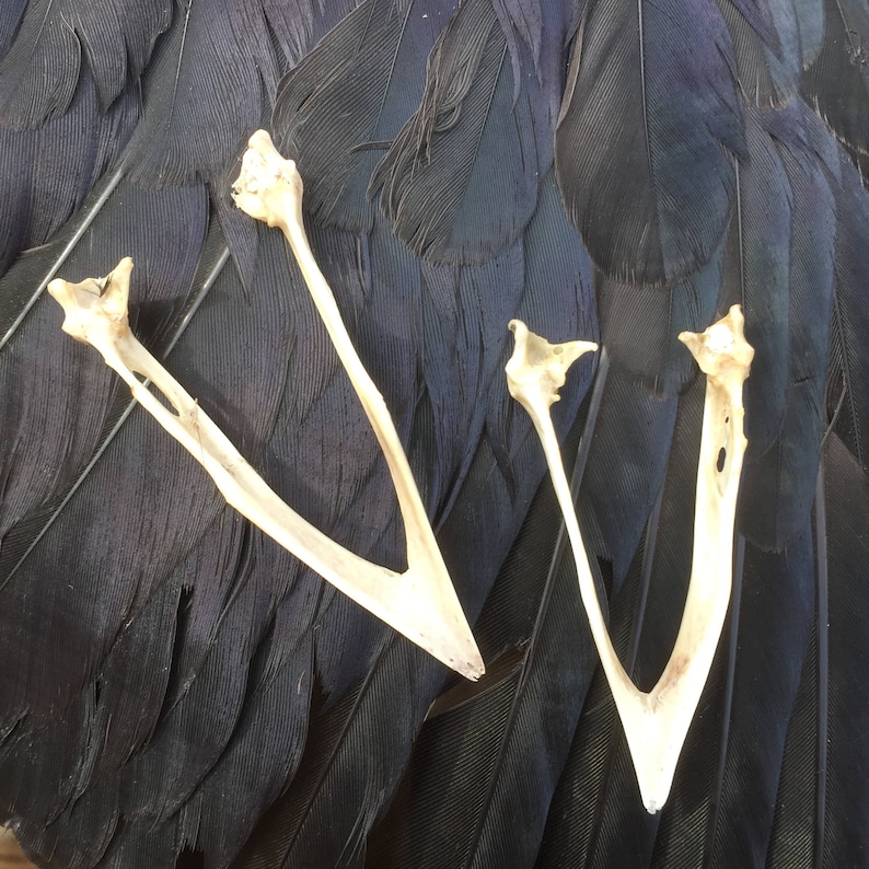 Two English Crow Lower Beak Bones Ideal for Any Number of | Etsy