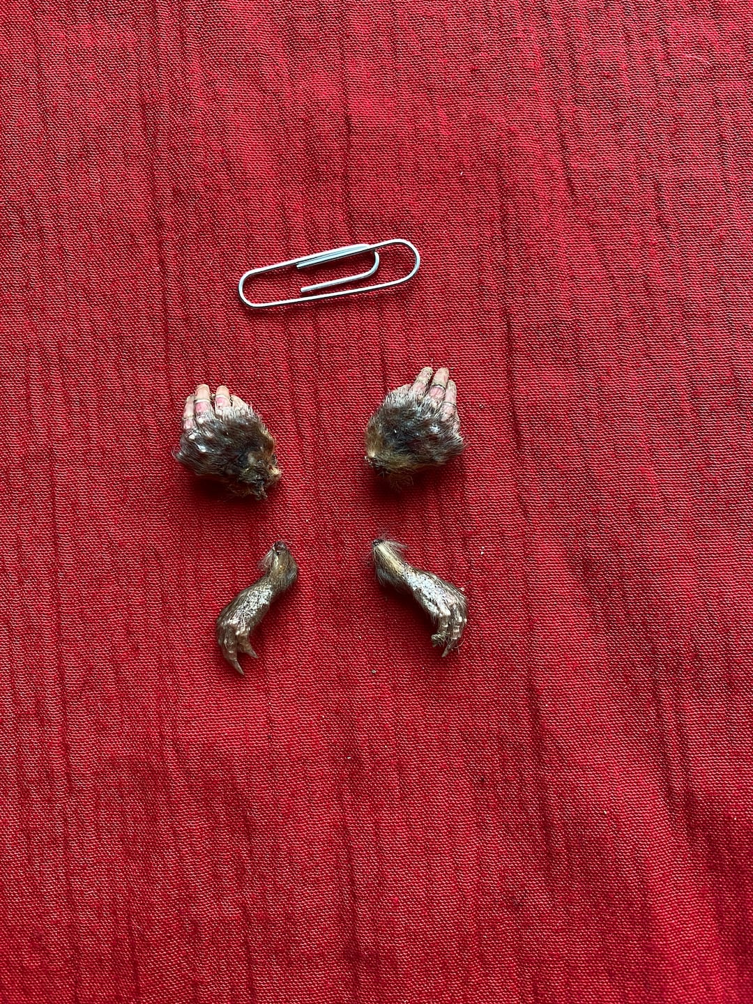 Mole Feet Spirit Animal Bones Paws Witchcraft Spiritualism Superstition ...