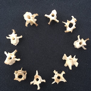 Ten Carrion Crow Vertebrae or Spine Bones for Jewellery Making - Etsy