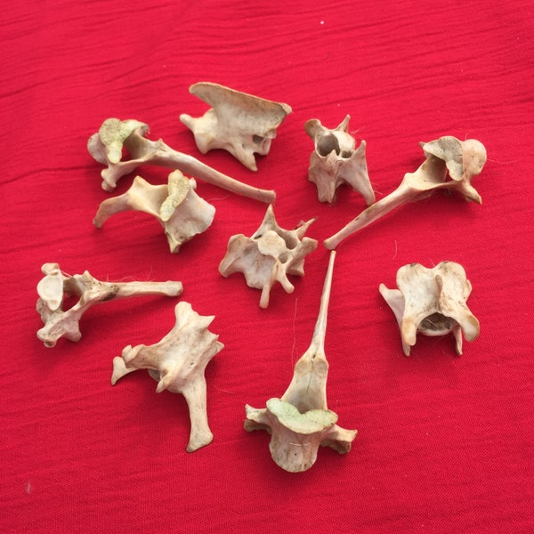 Deer Bone - Etsy