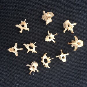 Ten Carrion Crow Vertebrae or Spine Bones for Jewellery Making - Etsy