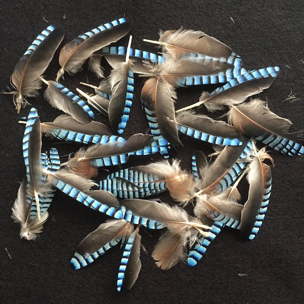 Blue Jay Feathers - Etsy