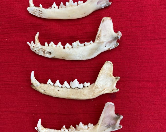 Four English Red Fox Jaw Bones Ideal for Crafting. - Etsy