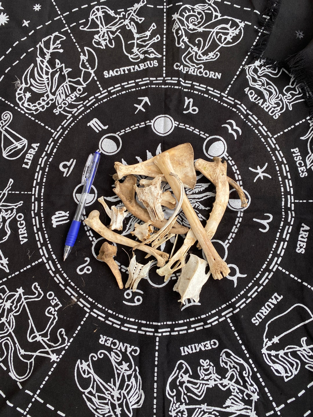 20 Wild Animal and Bird Bones - Etsy