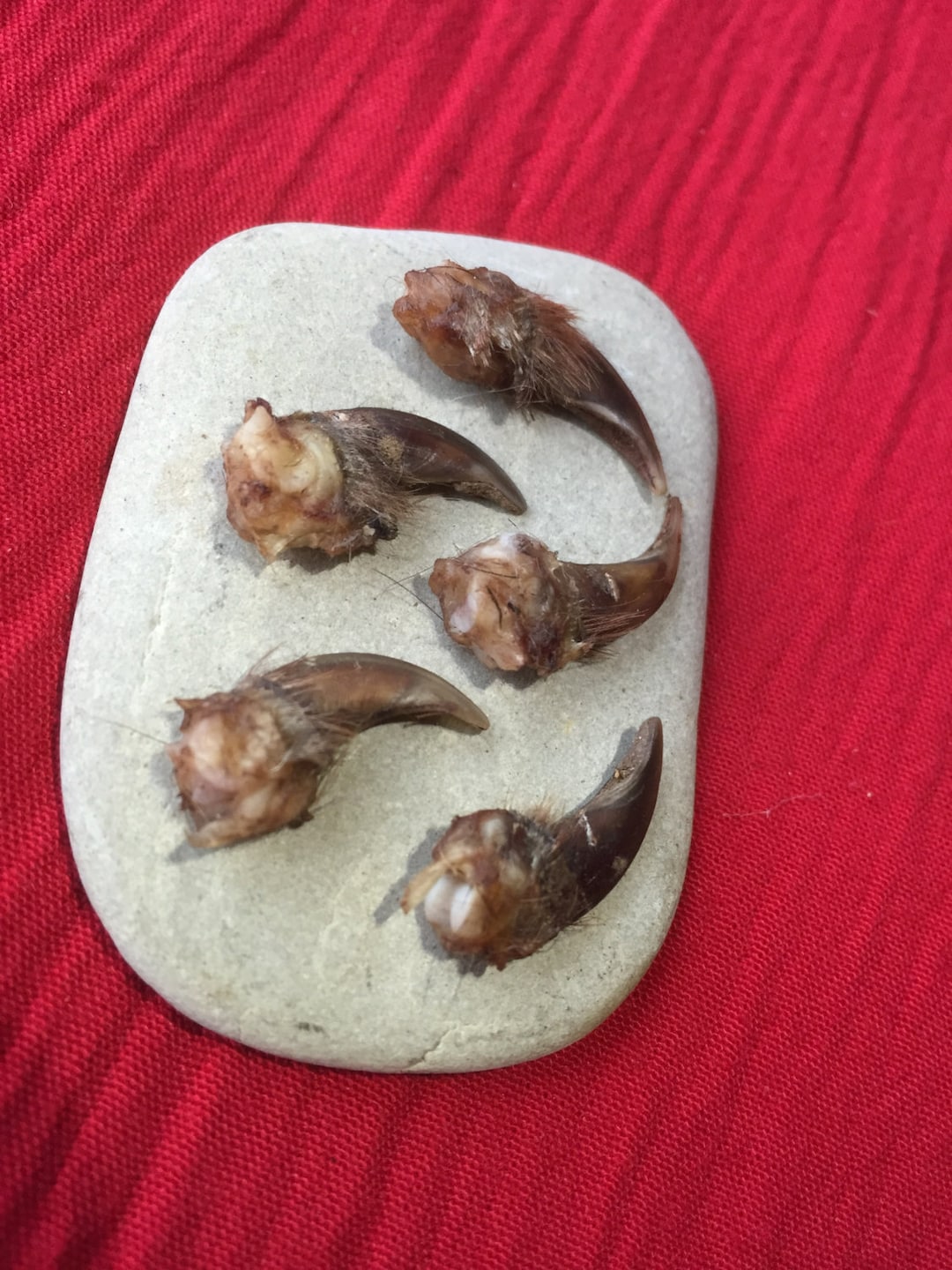 Two English Red Fox Claws for Craft Work. - Etsy