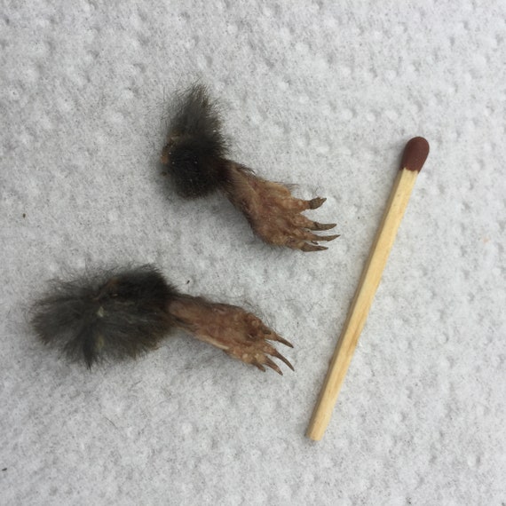 A Pair of Mole Feet for Protection and Health | Etsy