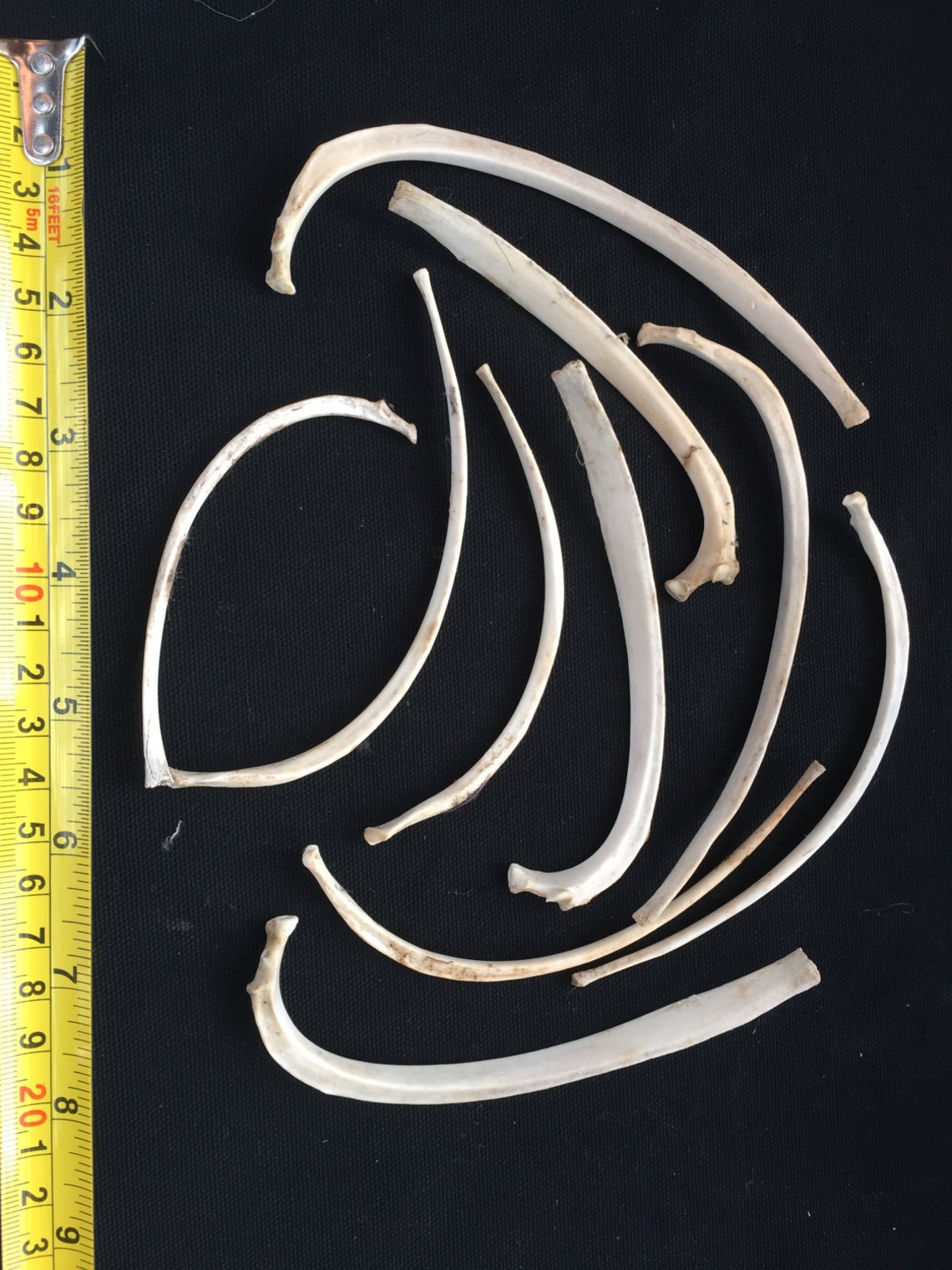Ten Curved Rib Bones From English Fox and Deer - Etsy Canada