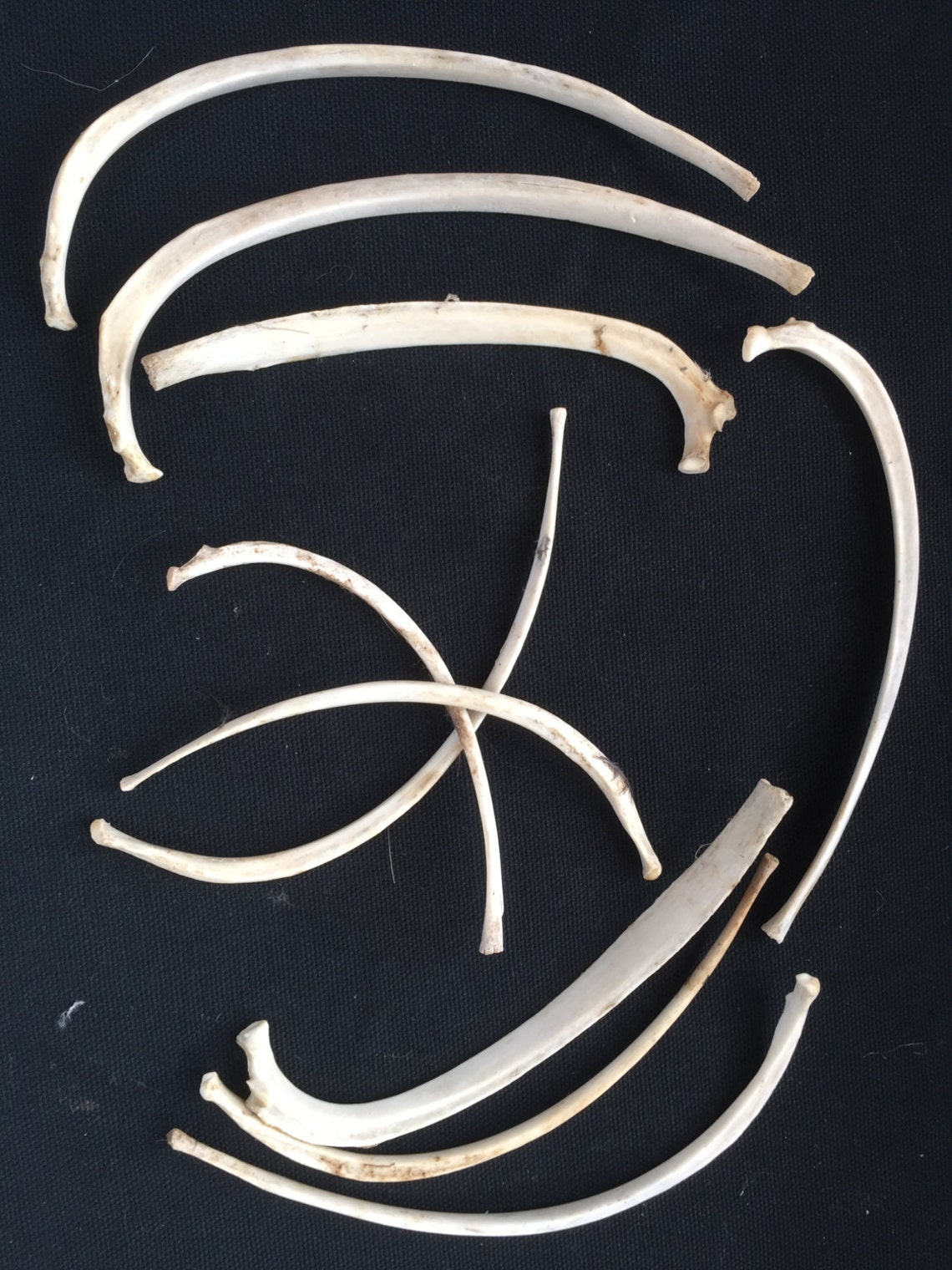 Ten Curved Rib Bones From English Fox and Deer - Etsy Canada