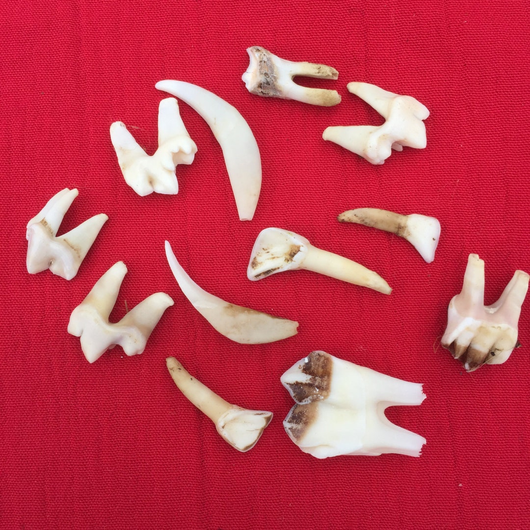 Wild Animal Teeth Collection: 12 Fox & Deer Teeth, Craft Supplies - Etsy