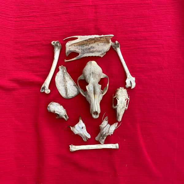 Animal Bones - Etsy