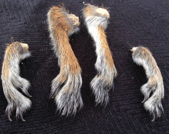 Squirrel Feet | Etsy