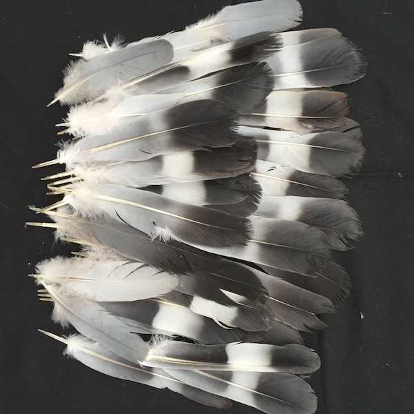 Seagull Feather - Etsy