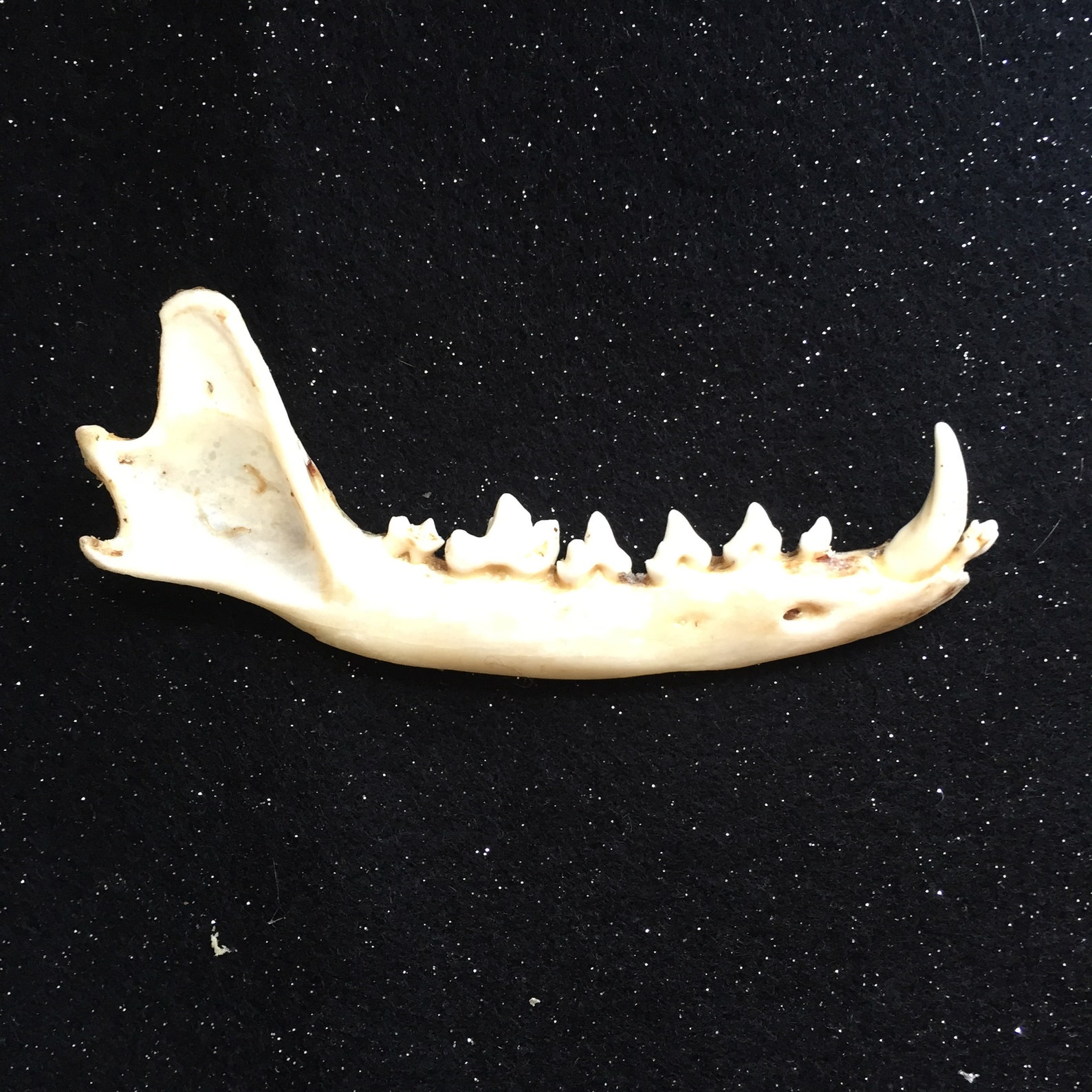 A Single English Red Fox Jaw Bone Ideal for Crafting. | Etsy Canada