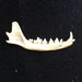A Single English Red Fox Jaw Bone Ideal for Crafting. - Etsy Canada