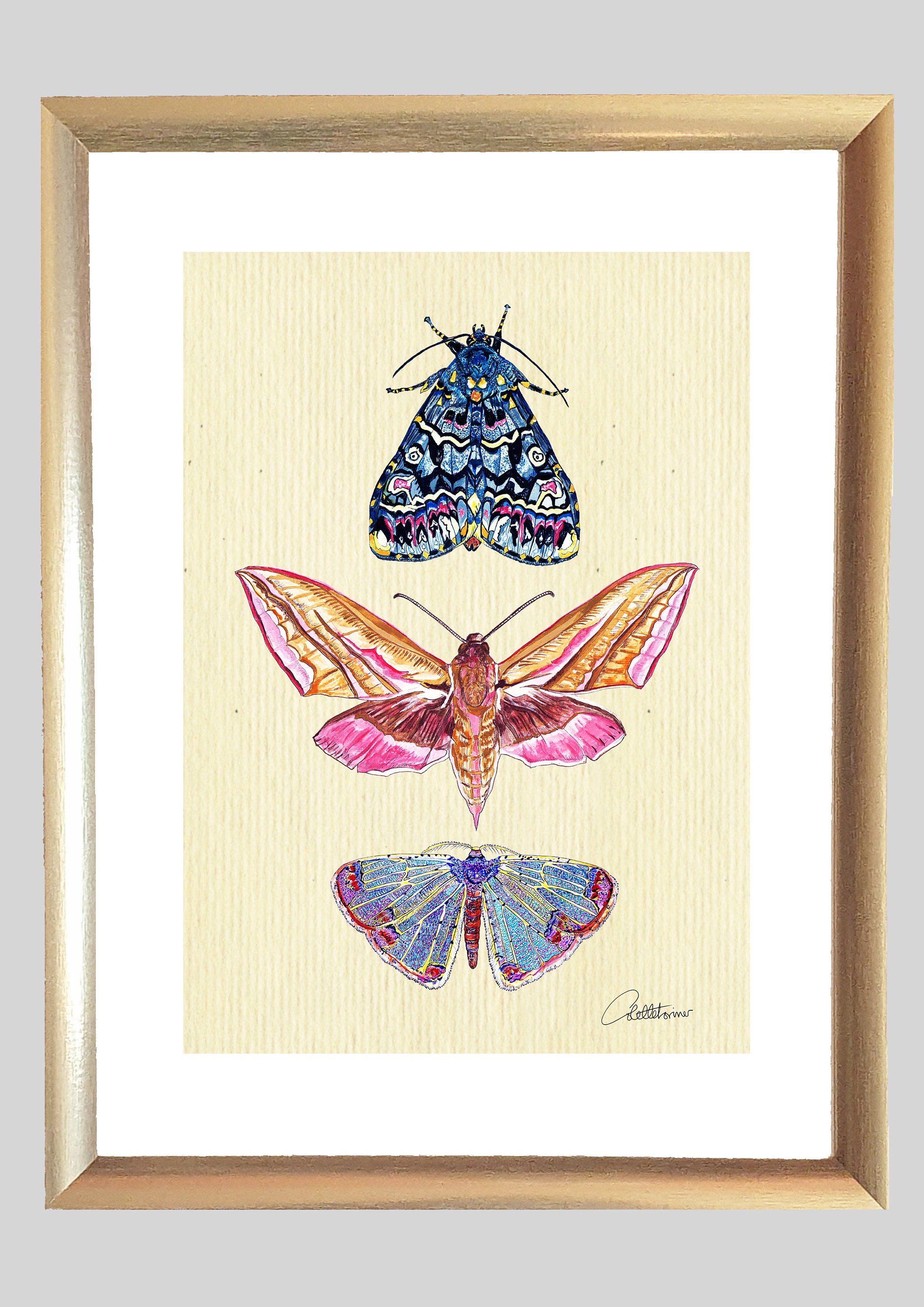 Moths Painting Beautiful Moth Wall Art Moths Gift Moth Artwork | Etsy