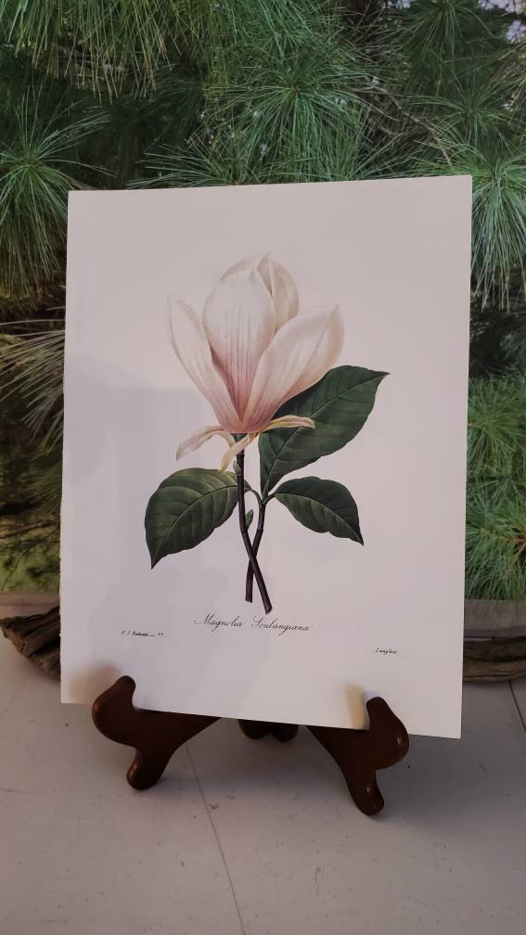 Magnolia Soulangiana Botanical Print P. J. Redoute Bookplate 77 Vintage ...
