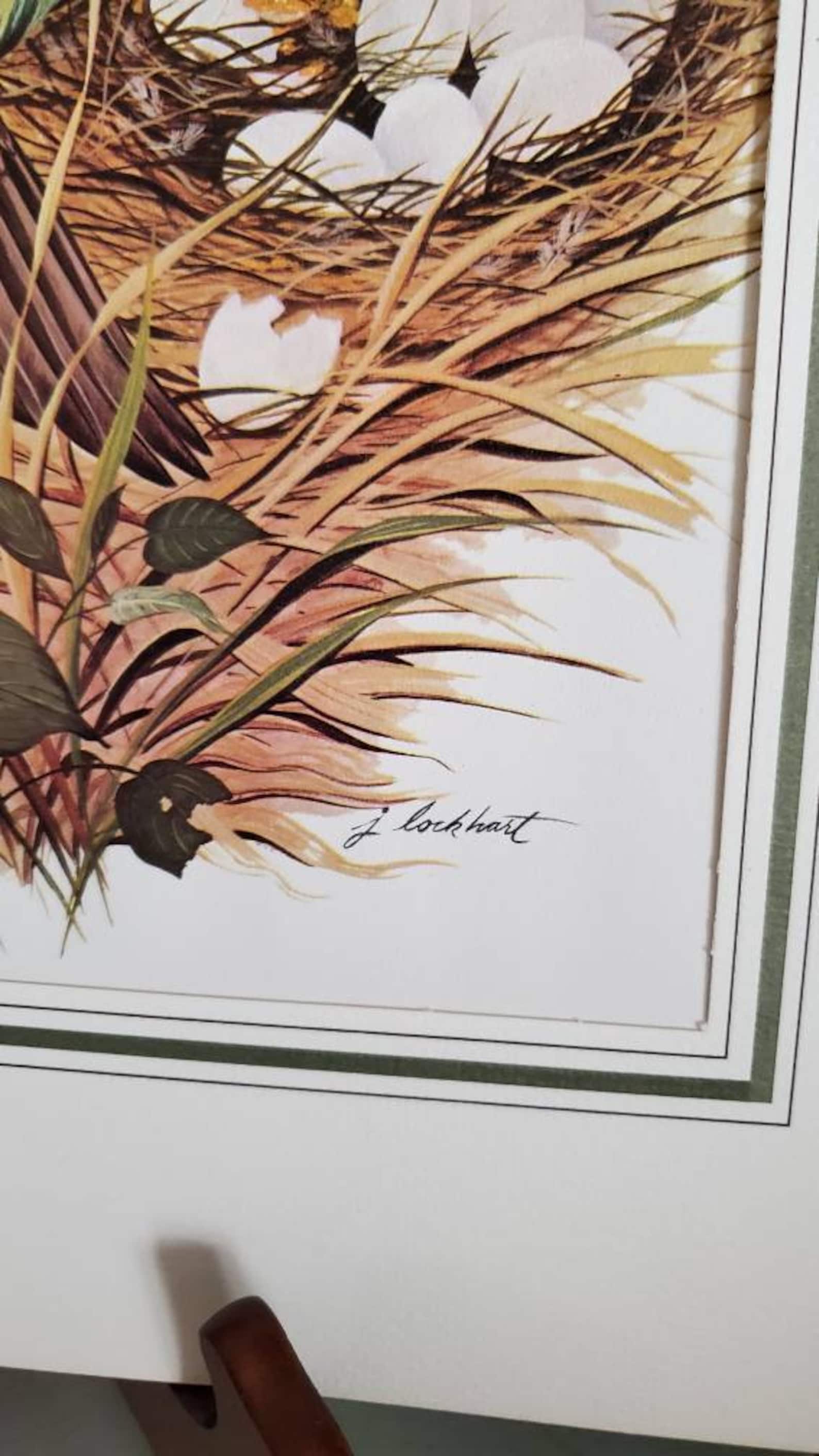 Large 1967 James Lockhart Black Duck & Magpie Bookplate 17 9/16 Inches ...